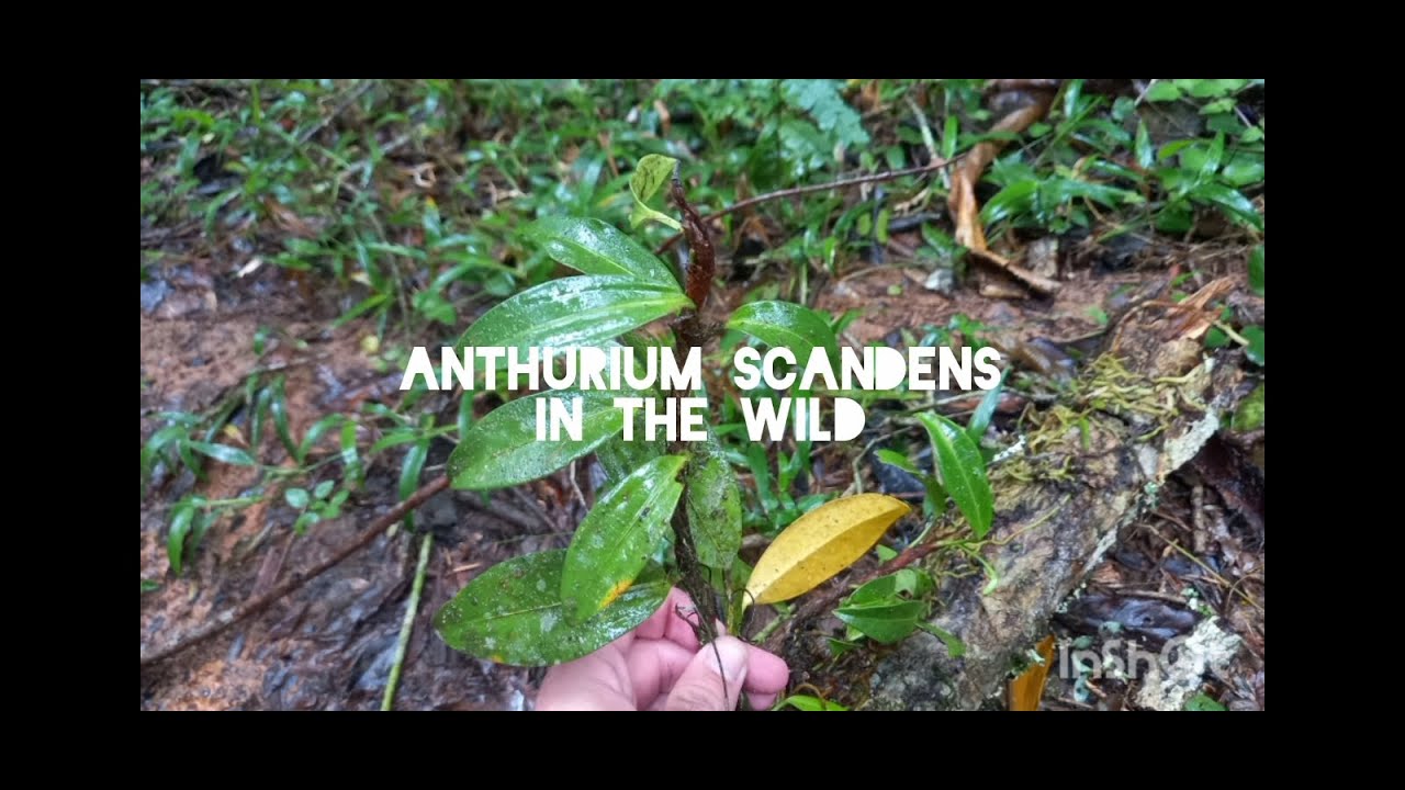 Aroids in the wild - Anthurium scandens - YouTube