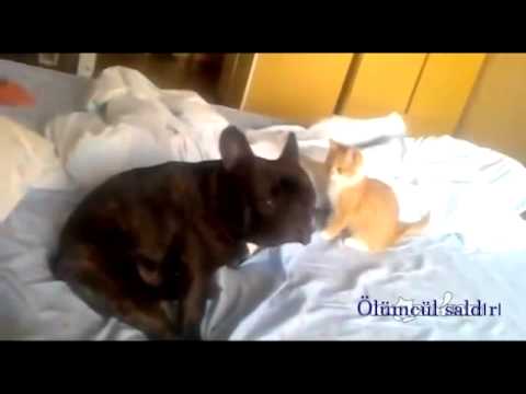 ölümcül kedi saldırısı