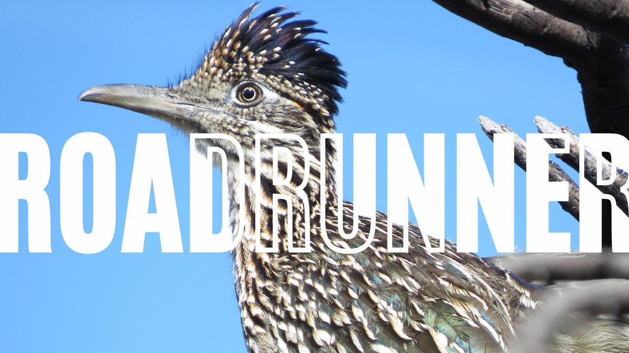 The Weird and Wonderful Noises of the Roadrunner - YouTube