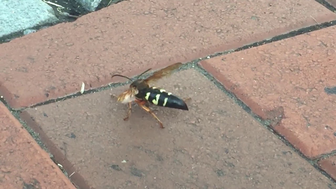 Cicada Killer Wasp doing donuts! - YouTube