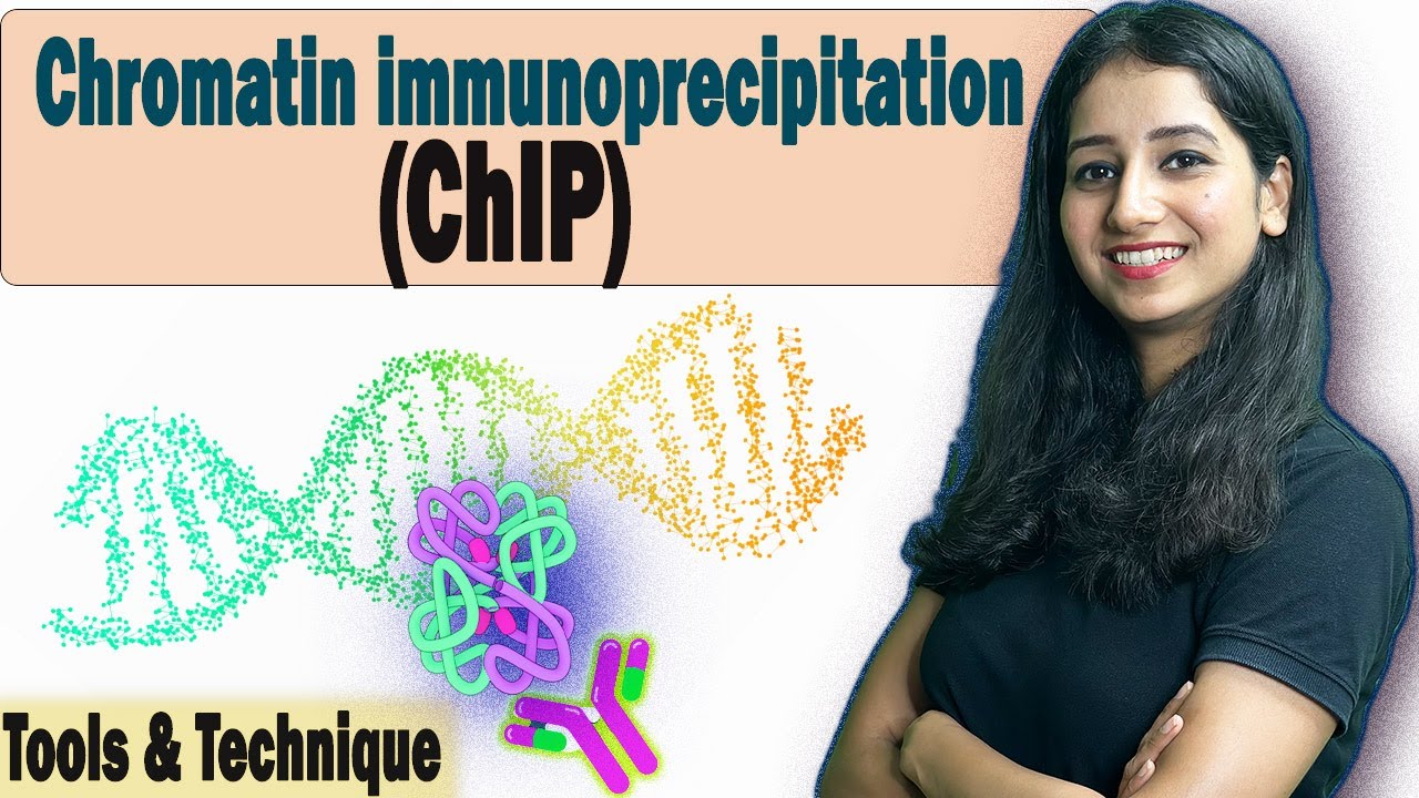 Chromatin immunoprecipitation (ChIP) I Tools & Technique I DNA Protein ...