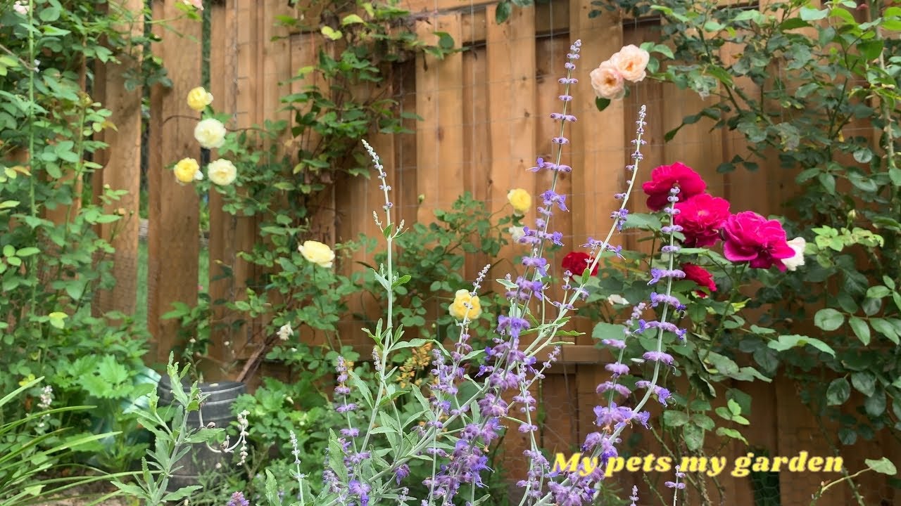 Roses (10) |July 2024 | David Austin ,Japanese, Kordes | Healing |My ...