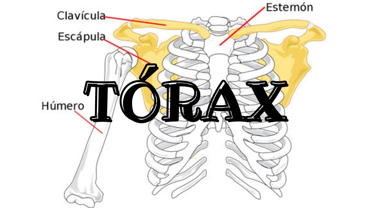 Anatomía Del Tórax Del Cuerpo Humano