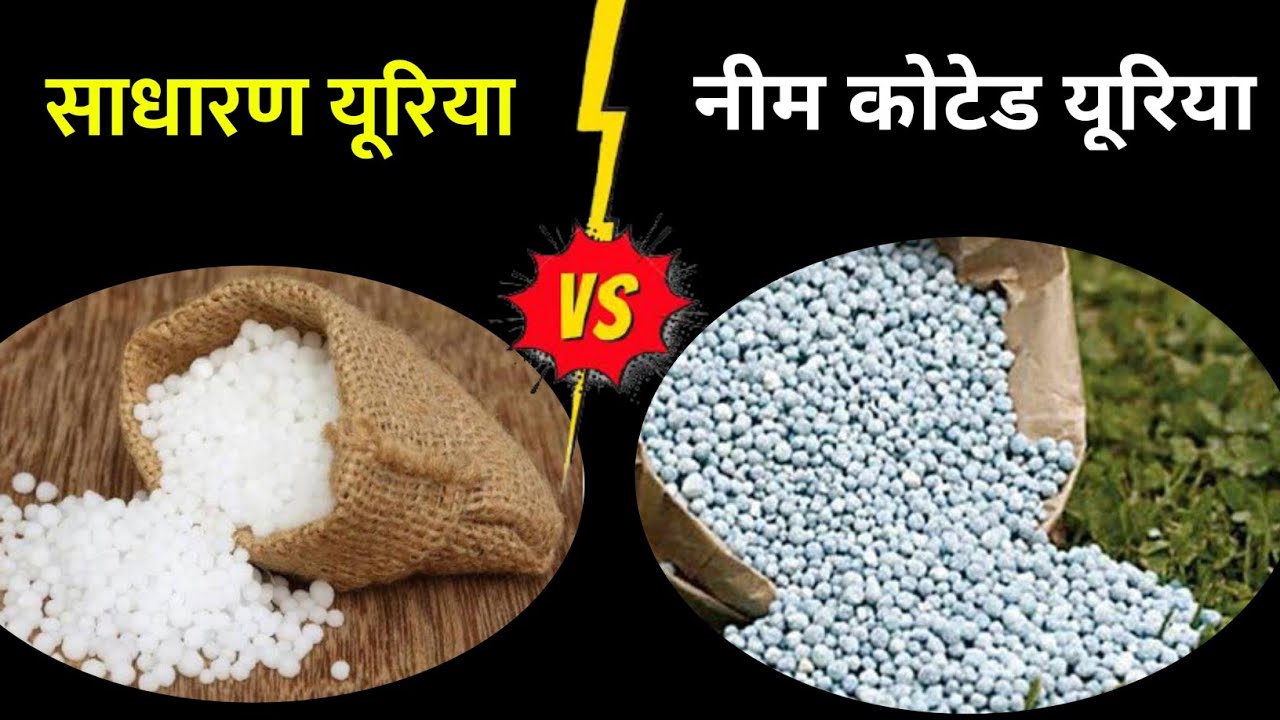 neem coated urea vs urea | Neem coated urea in Hindi | नीम लेपित यूरिया ...