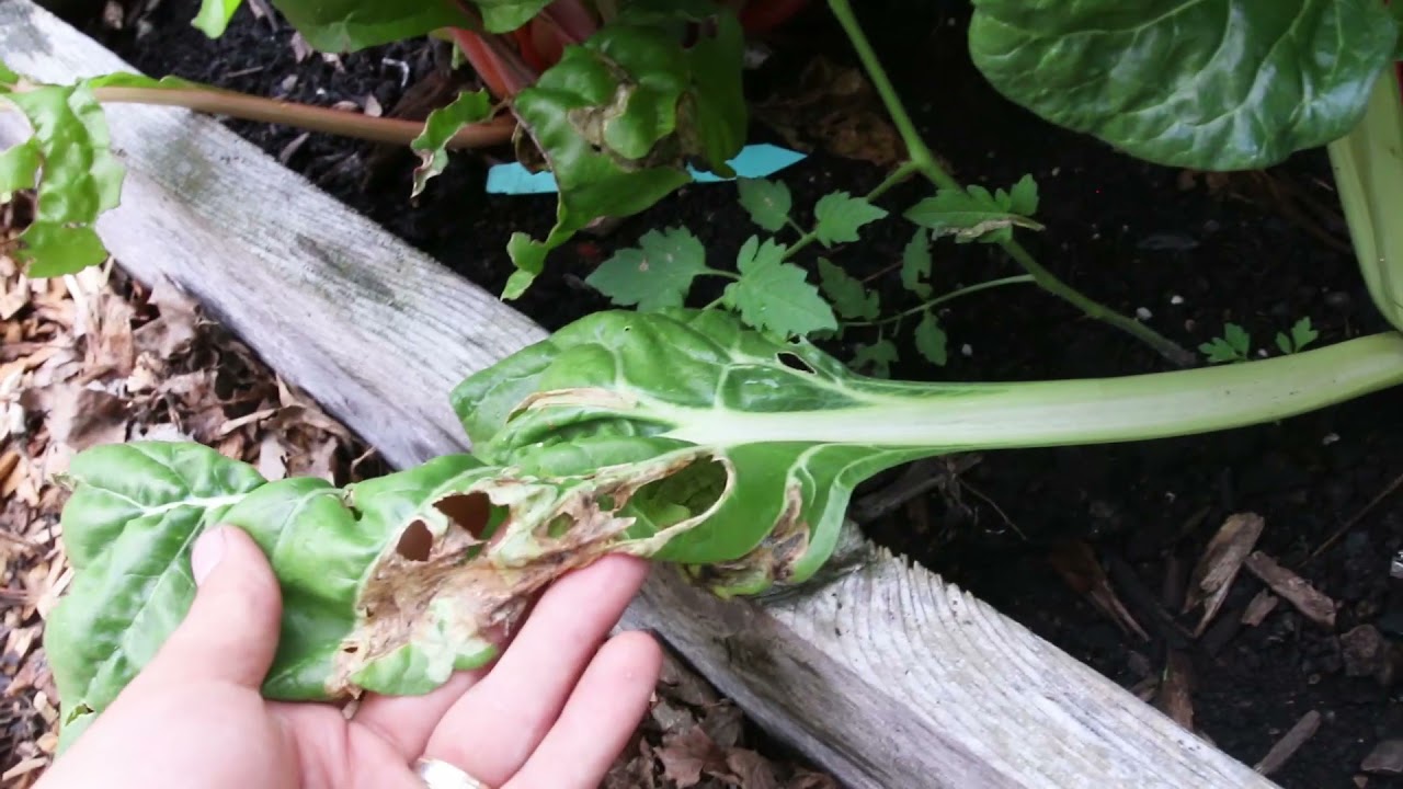 Controlling Leaf Miners Organically With This Beneficial Insect ...