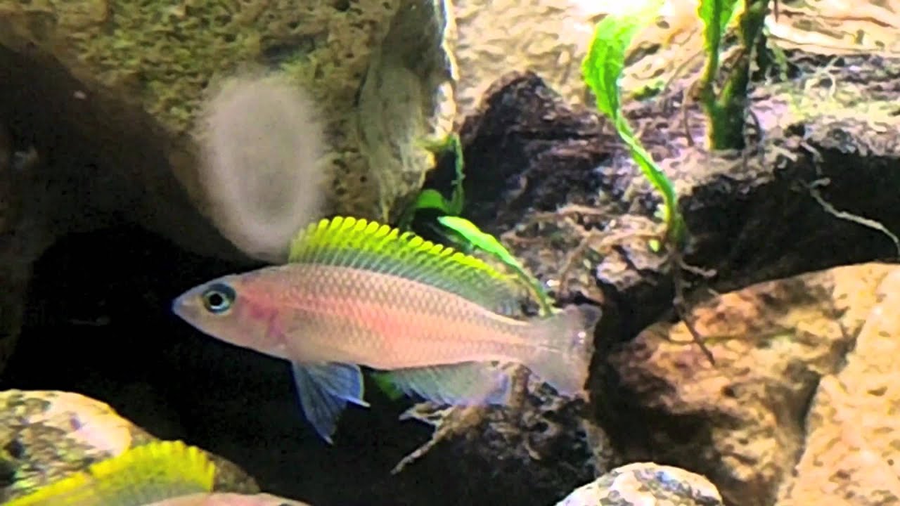 neolamprologus caudopunctatus - YouTube