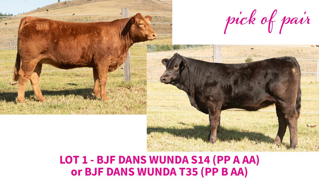LOT 1 - PICK OF PAIR - BJF DANS WUNDA S14 (PP A AA) or BJF DANS WUNDA ...