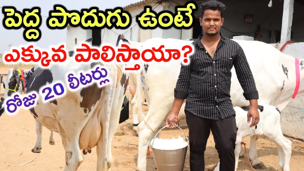 20 లీటర్ల పైనే Jai Durga bhavani dairy farm @MalleshAdla - YouTube