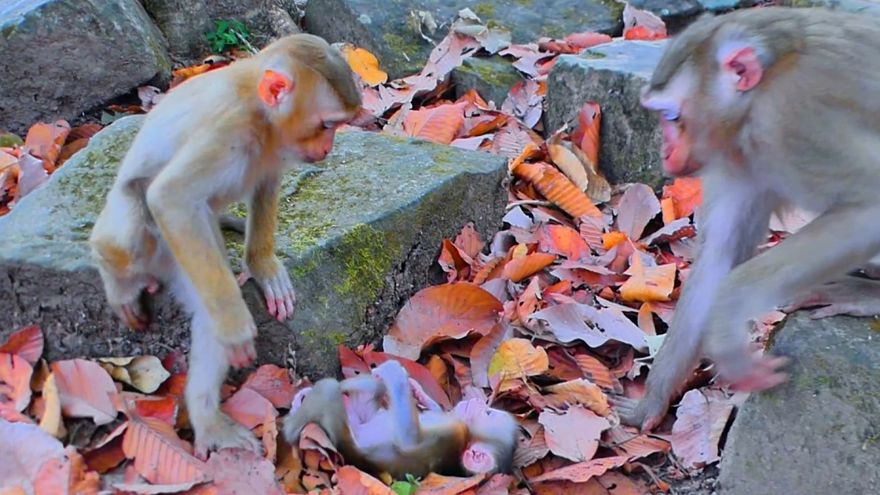 Cute but Scary Moment 😮 Monkey Baby Lucan Falls from the stone While ...
