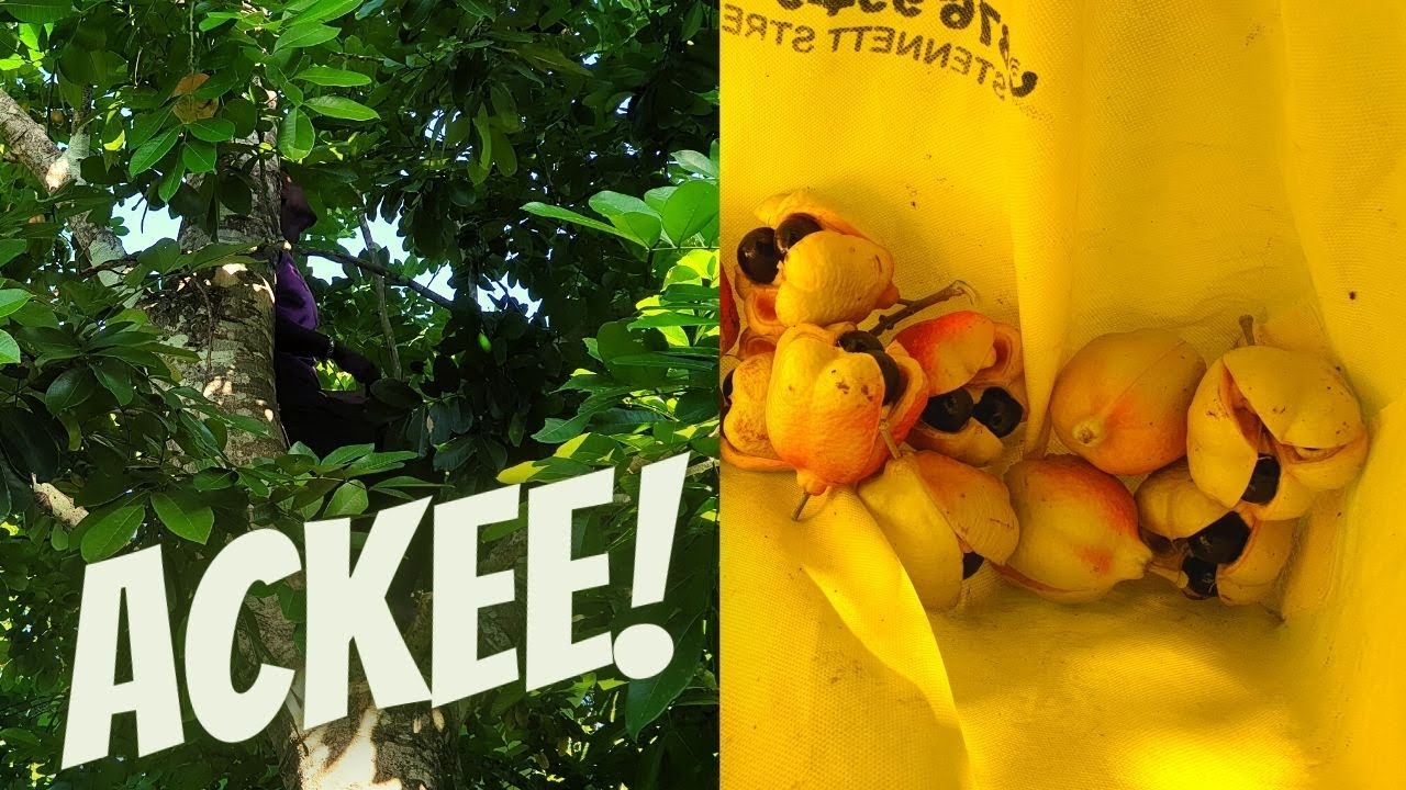 Picking ackee to prepare for breakfast | Organic Ackee - YouTube