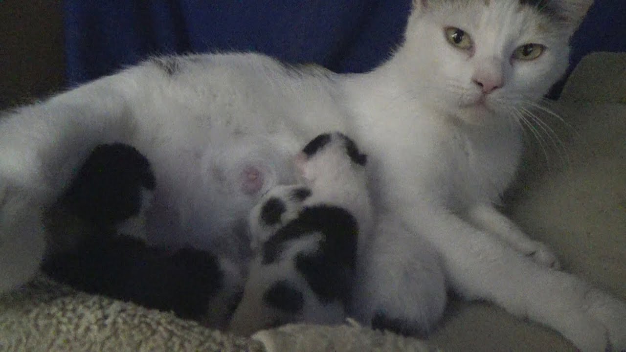 Patty's Kittens One Day Old (born April 7, 2021) - YouTube