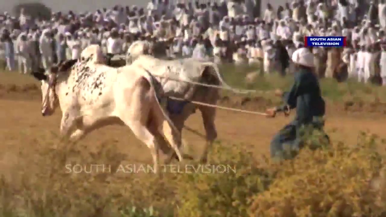 Shikar and Animal Fight - YouTube