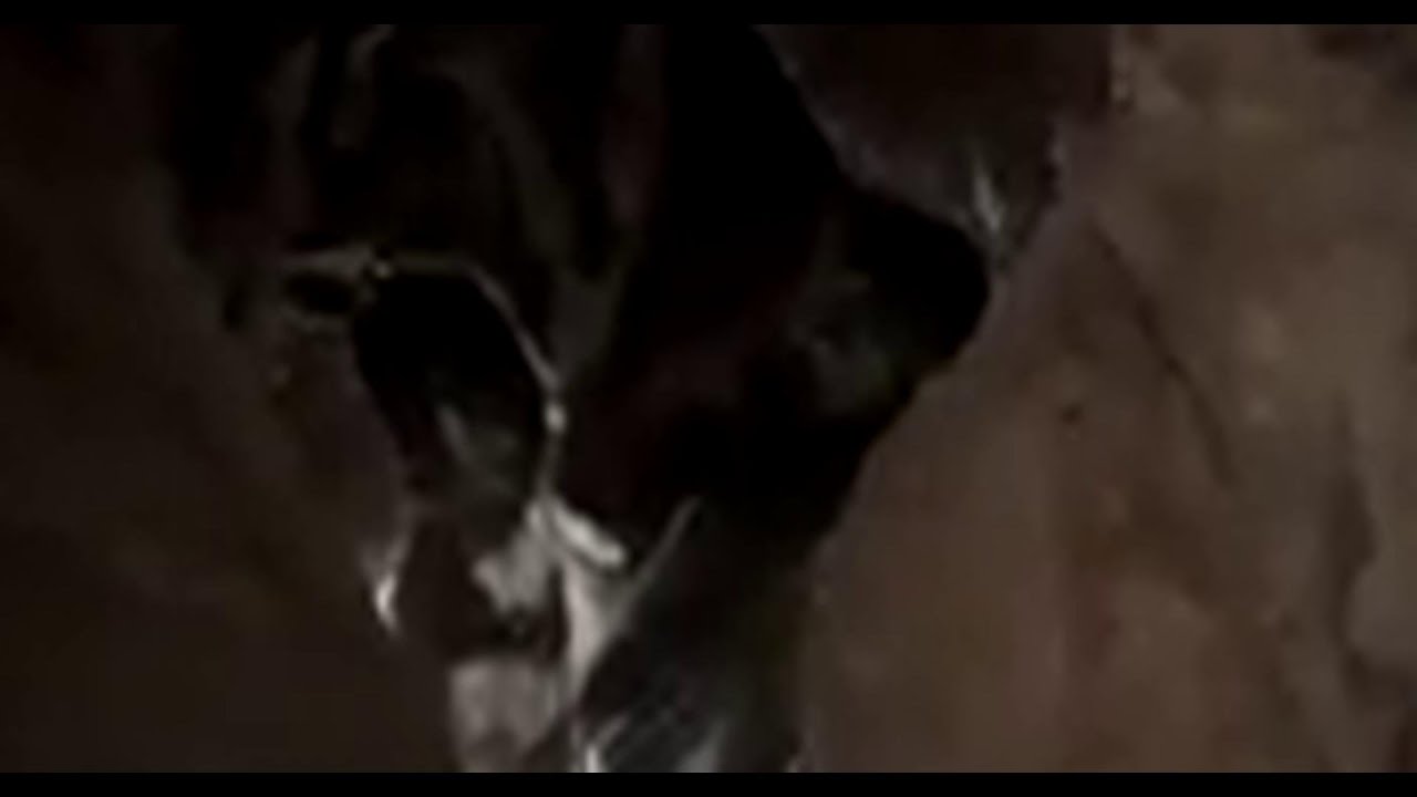 The Strange And Unseen World Of Unknown Creatures - YouTube