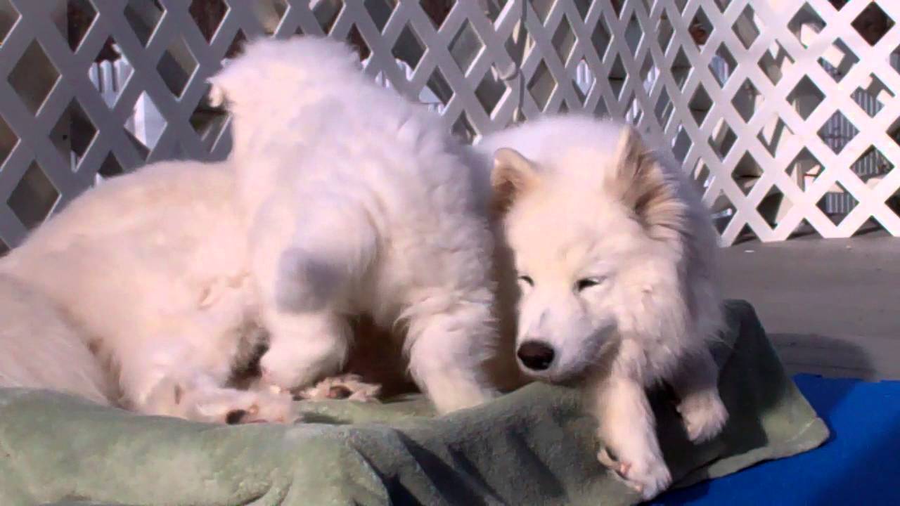 Samoyed Puppies: Irish & Her Babies - YouTube