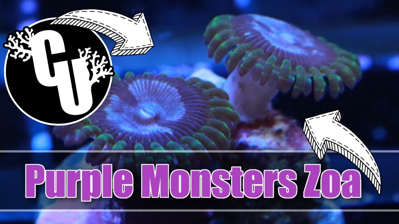 Purple Monster Zoanthids | Corals Unlimited - YouTube