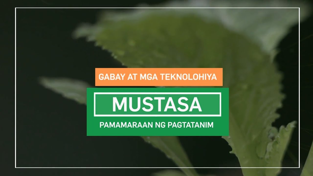 Episode 44 | 2 Easy Learning | Mustard / Mustasa | Part 1 - Planting ...