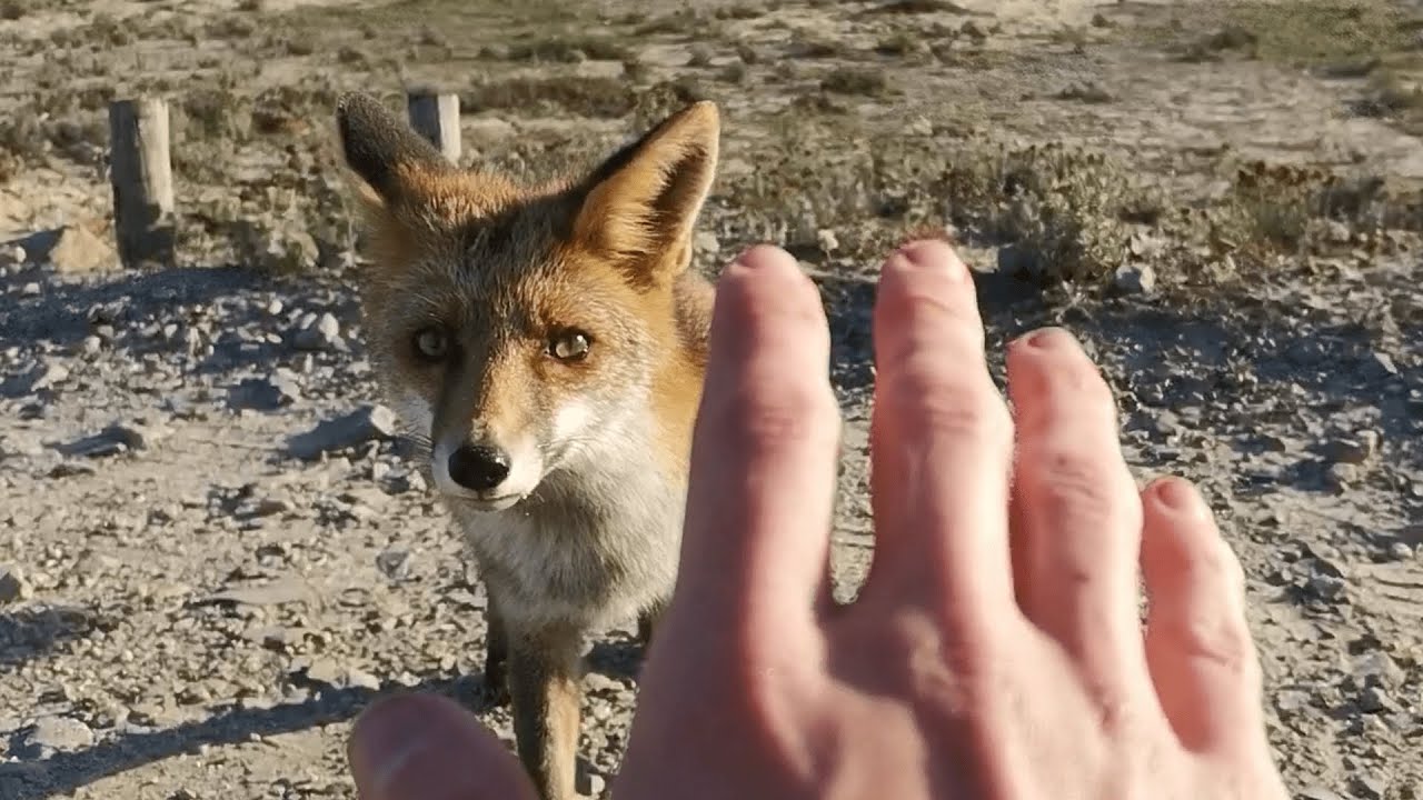 Wild Fox Encounter - YouTube
