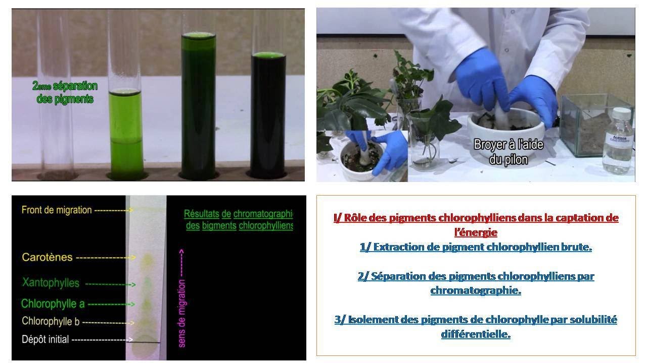 La chlorophylle. 1ere partie: Rôle des pigments chlorophylliens dans la ...