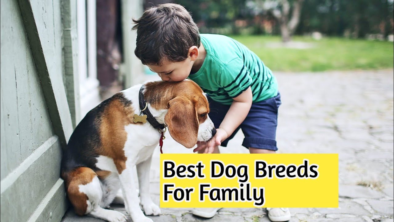 Best Dog Breeds for Families Find Your Perfect Furry Friend | Best ...