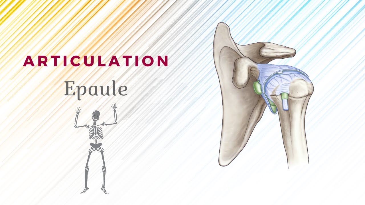 Anatomie De L'épaule - Articulation Scapulo-Humérale - YouTube