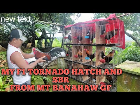 TORNADO HATCH AND SBR JOE GOODE GREYS - YouTube