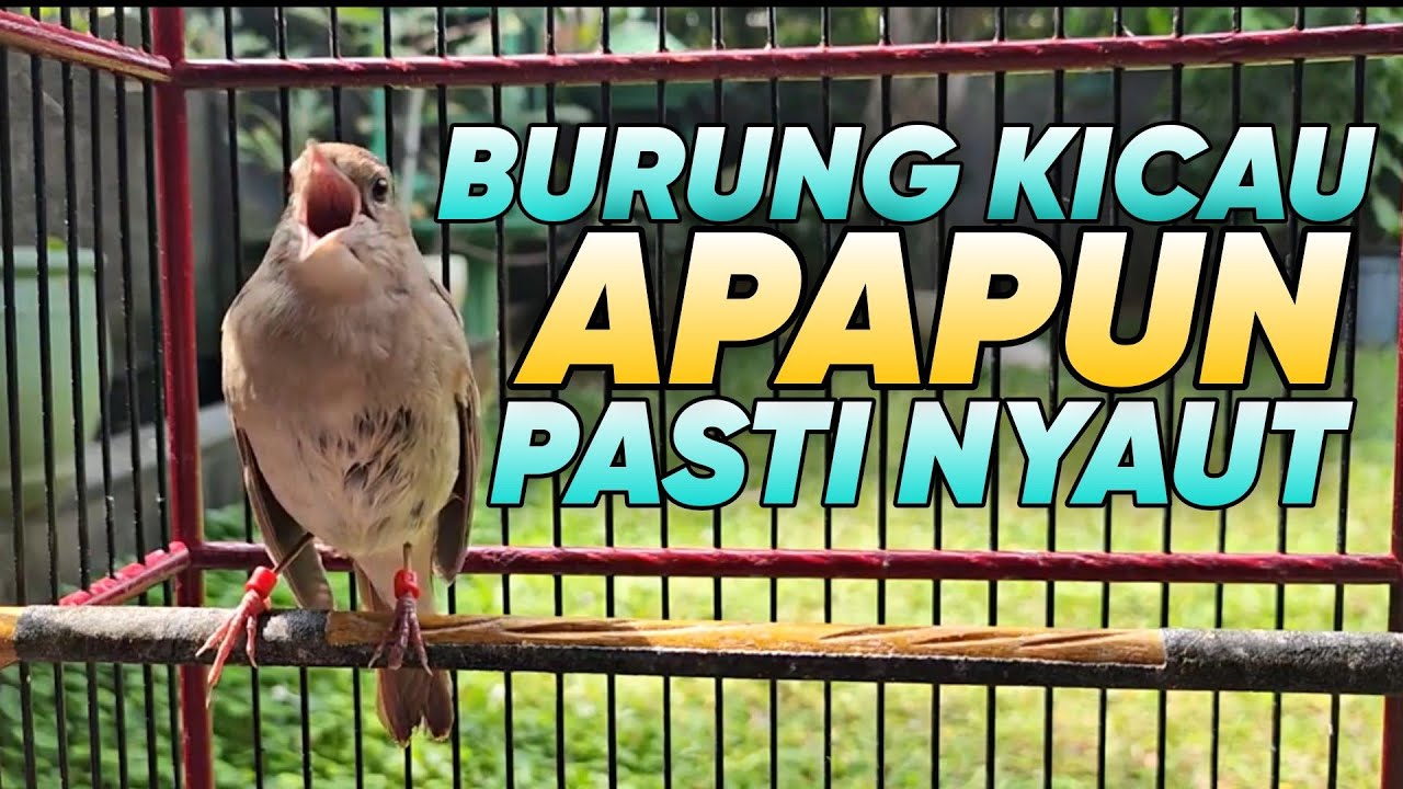 SEMUA BURUNG KICAUAN SEKETIKA LANGSUNG NYAUT DAN GACOR DENGAN SIKATAN ...