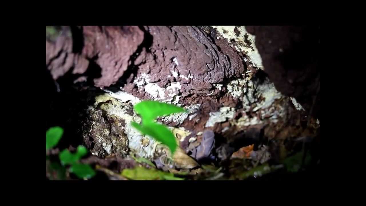 NOISY Swarm of Spiders! - YouTube