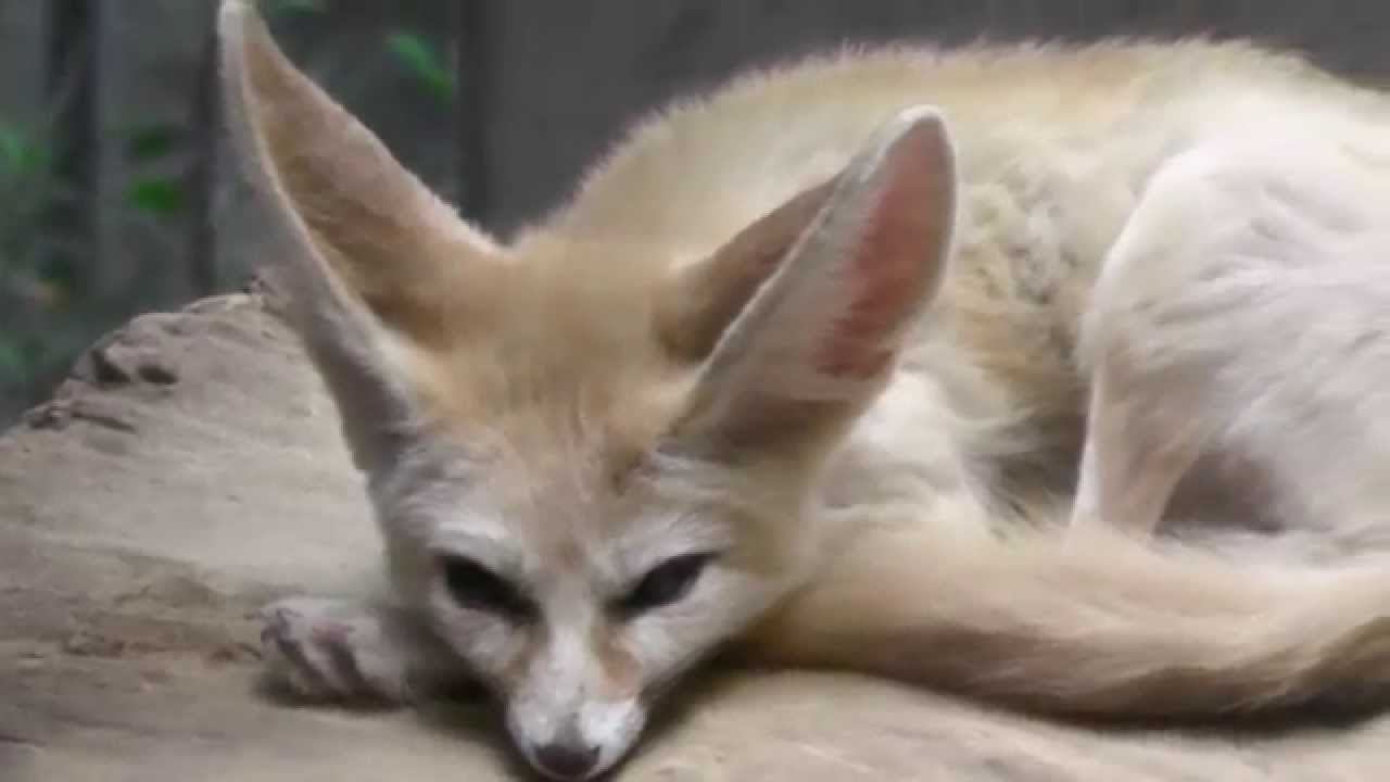 Close-up: Fennek - YouTube