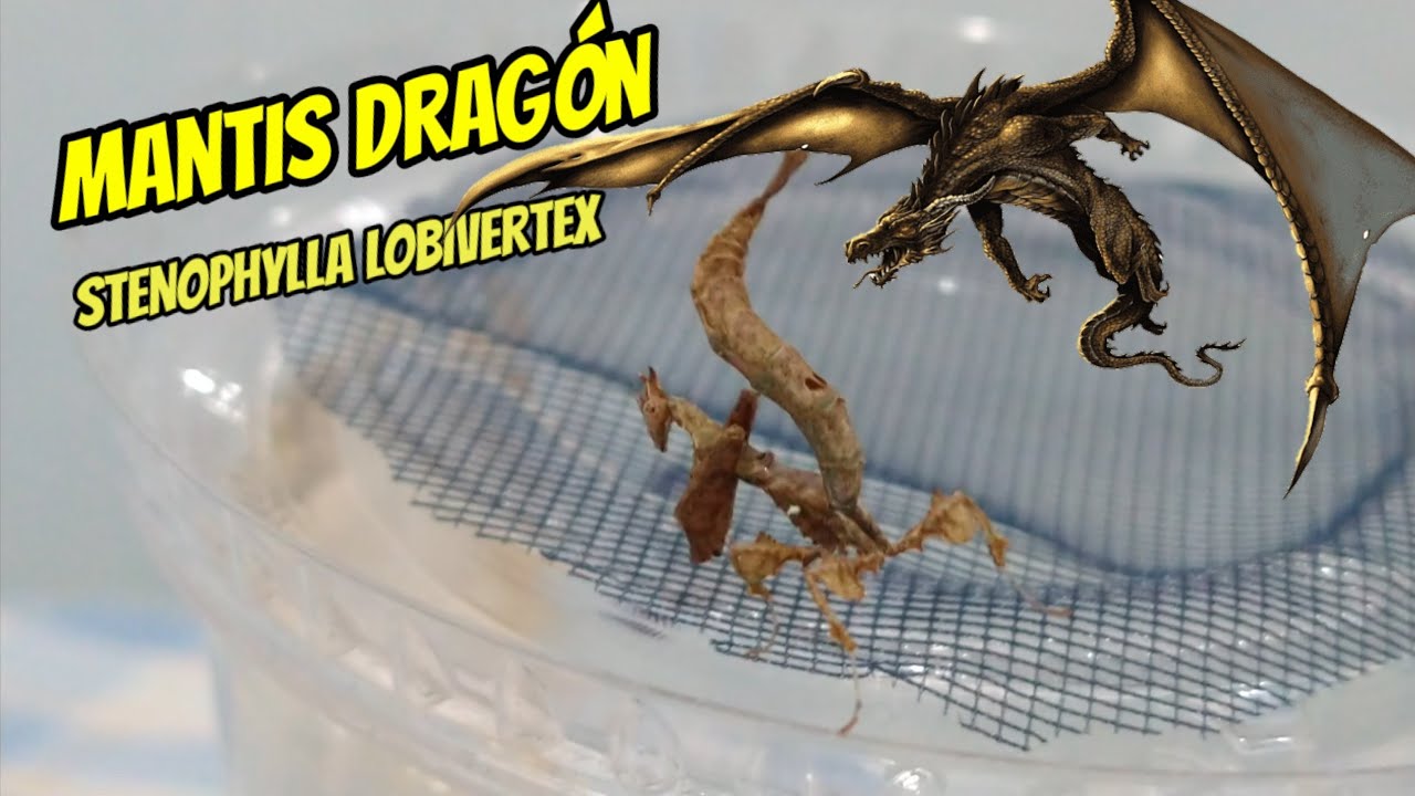 La mantis dragón 🐲 STENOPHYLLA LObivertex - YouTube
