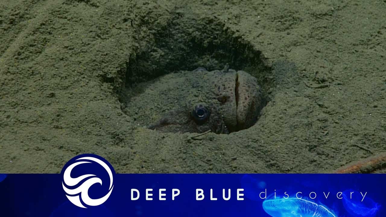Grumpy fish lays an ambush in the deep ocean - YouTube