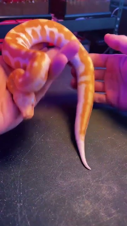 💃 Handsome Blood Python In Dancing With the Stars (And Winning)💃 - YouTube