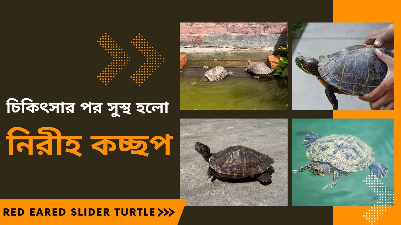 red eared slider turtle facts | red eared slider turtle care | red ...