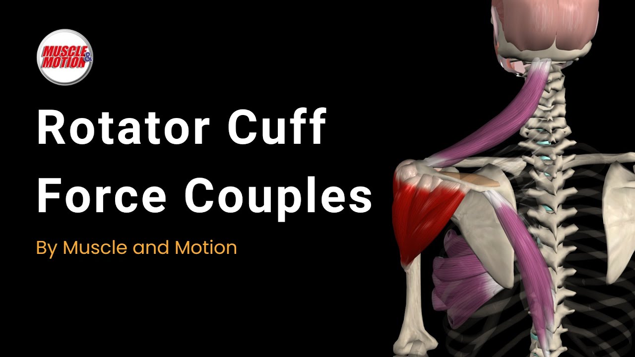 The Rotator Cuff Force Couples - YouTube
