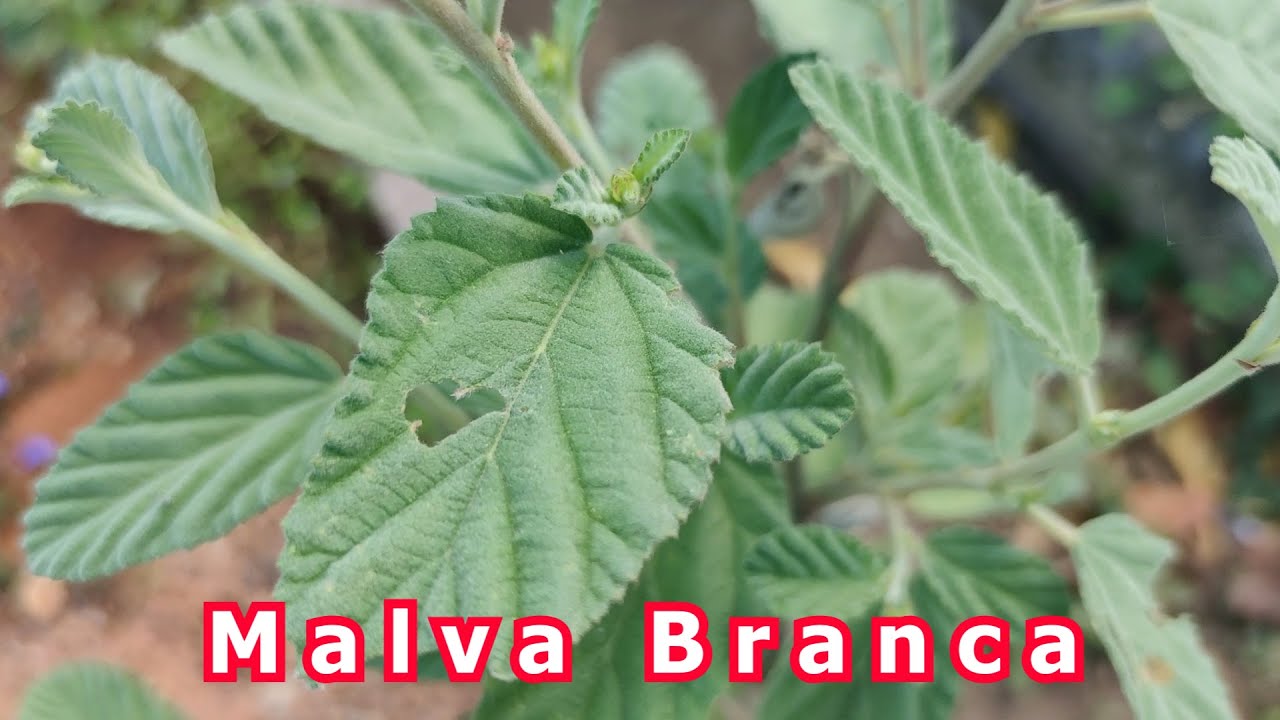 Para Que Serve Malva Branca - FDPLEARN