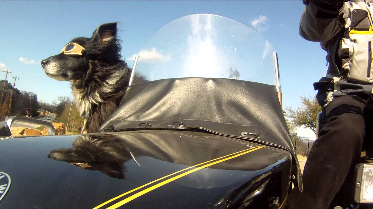 Riley the sidecar dog 1982 BMW R100Ural crusing afternoon 02-28-16 ...