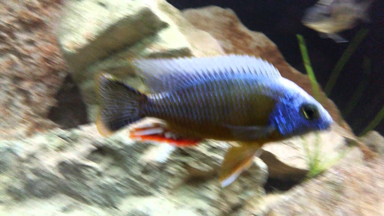 Protomelas steveni Taiwan Reef - YouTube