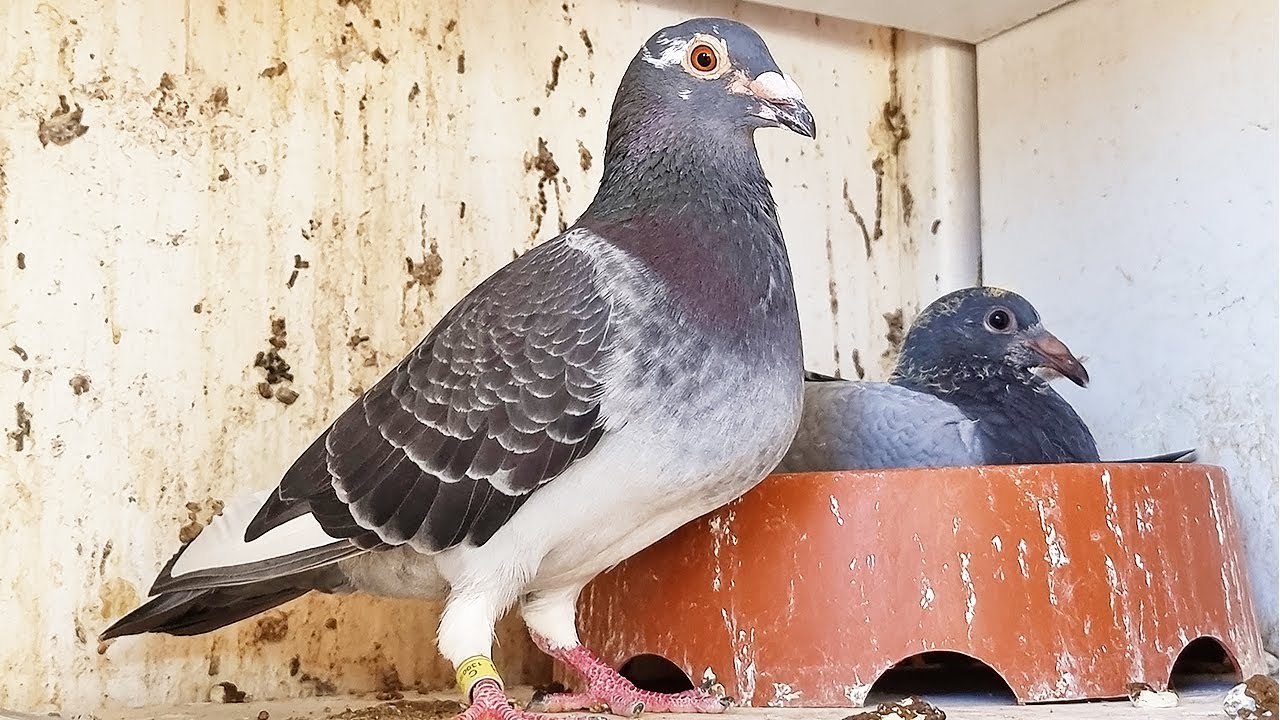 Time For Stage 2 Of Our Pigeon Plan - YouTube
