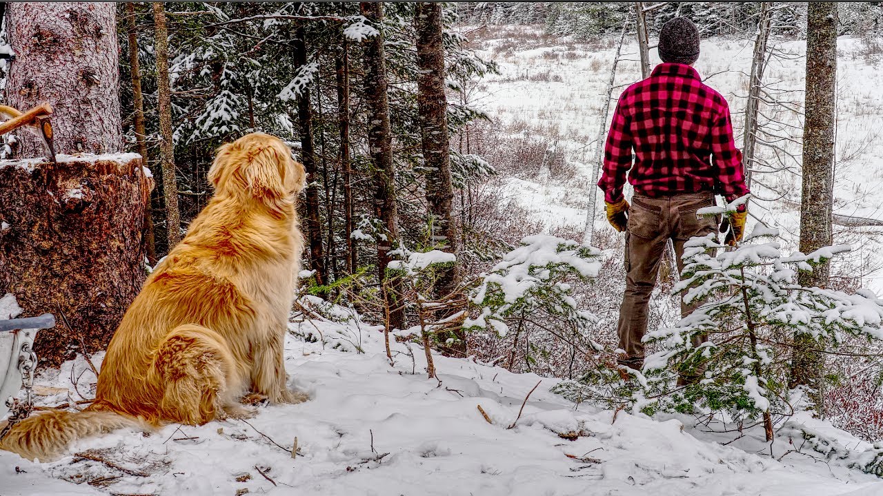 Wolves at the Cabin! - YouTube