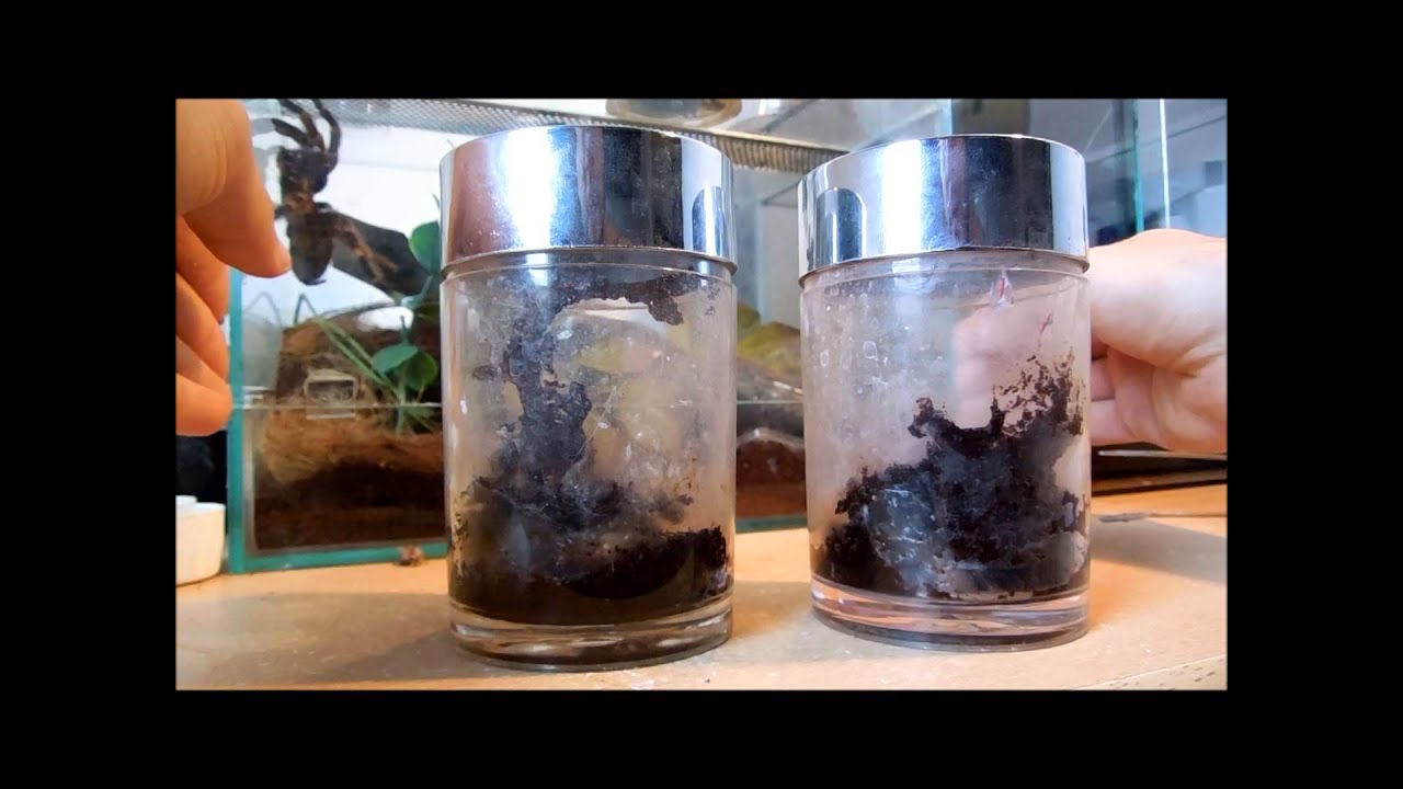 KONKURS o 2x poe regalis !!!!!! - YouTube