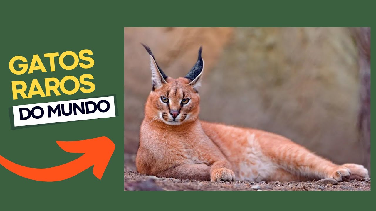 Conheça os gatos mais raros e fascinantes do mundo - YouTube
