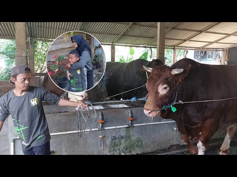 SAMPAI NANGIS BIKIN HARU... SAPI JUMBO ESCOBAR PAMIT‼️🔥 - YouTube