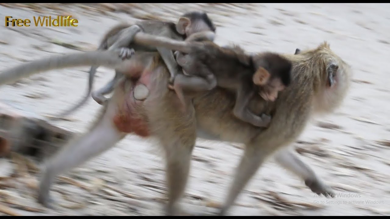 It's So Cute That the Twins Play With Their Brother and The Other ...