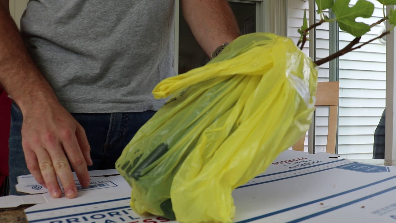 Packing Trees for Shipment - YouTube