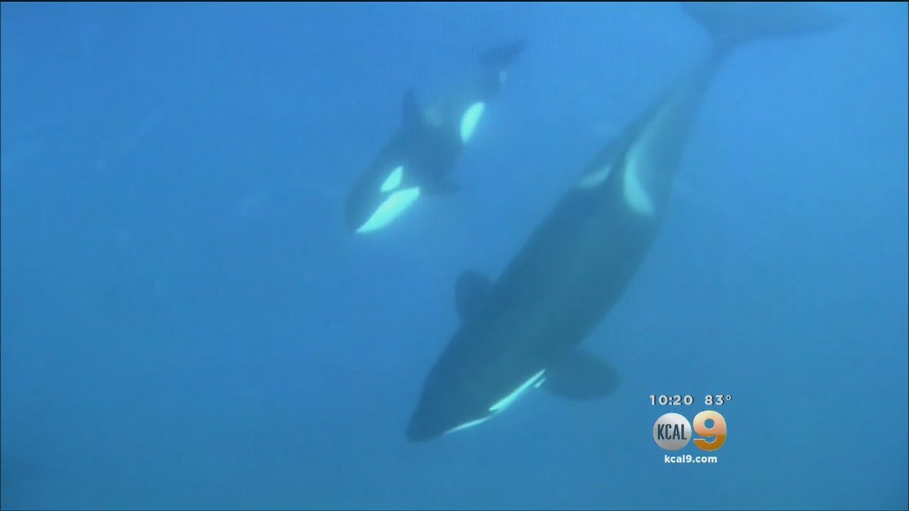 GoPro Video Captures Pods Of Orcas Off California Coast In Rare ...