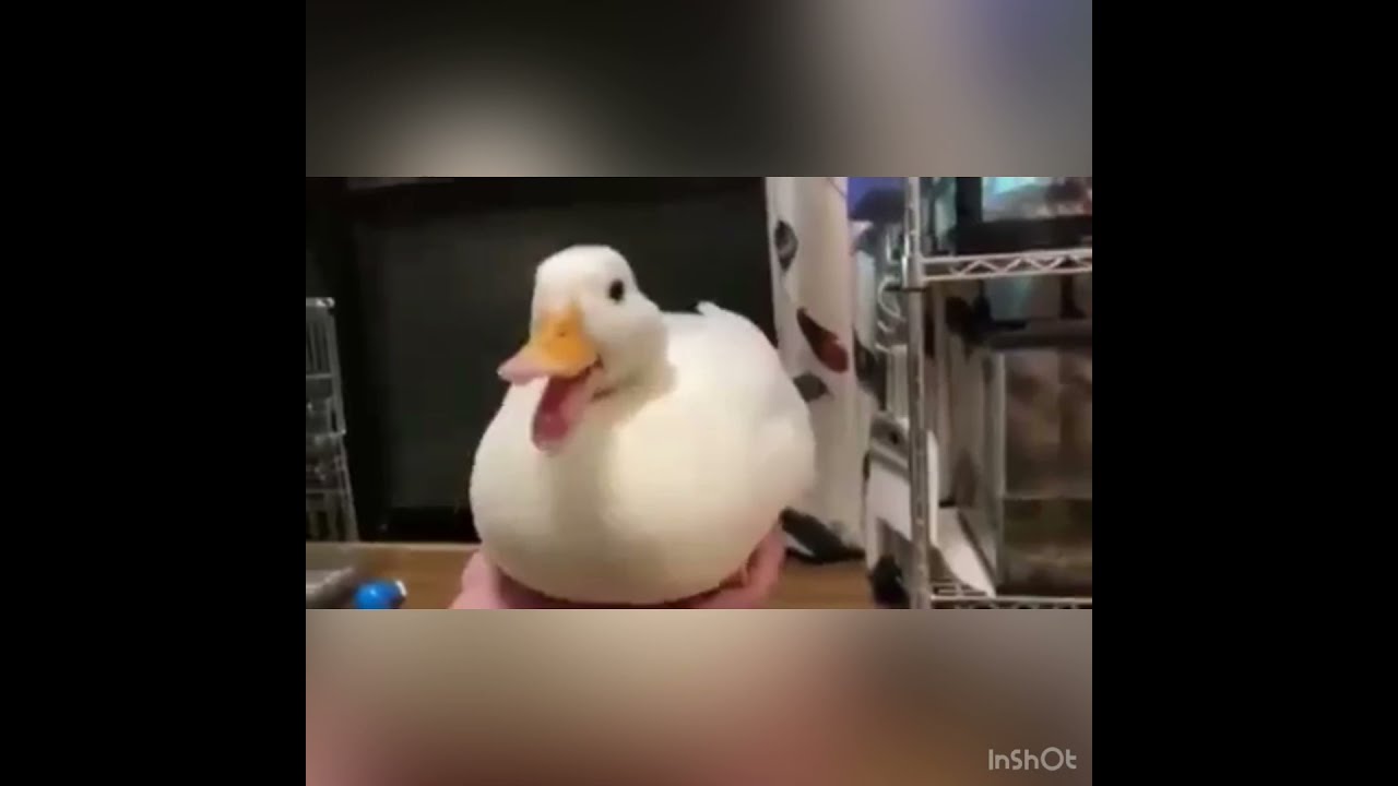 duck rick roll - YouTube