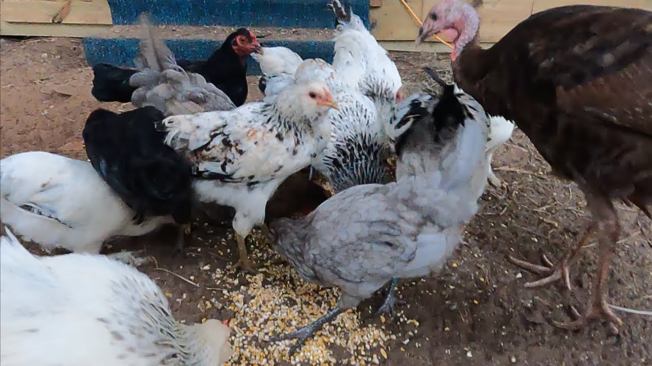 Easy tips to keep PREDATORS AWAY from CHICKENS/COOPS! We FOUND a ...