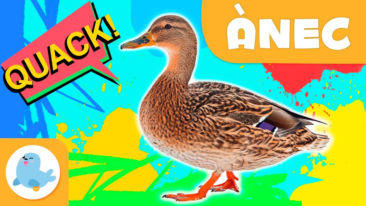 L'ÀNEC 🦆 Animals per a infants 🏞️ Episodi 13 - YouTube
