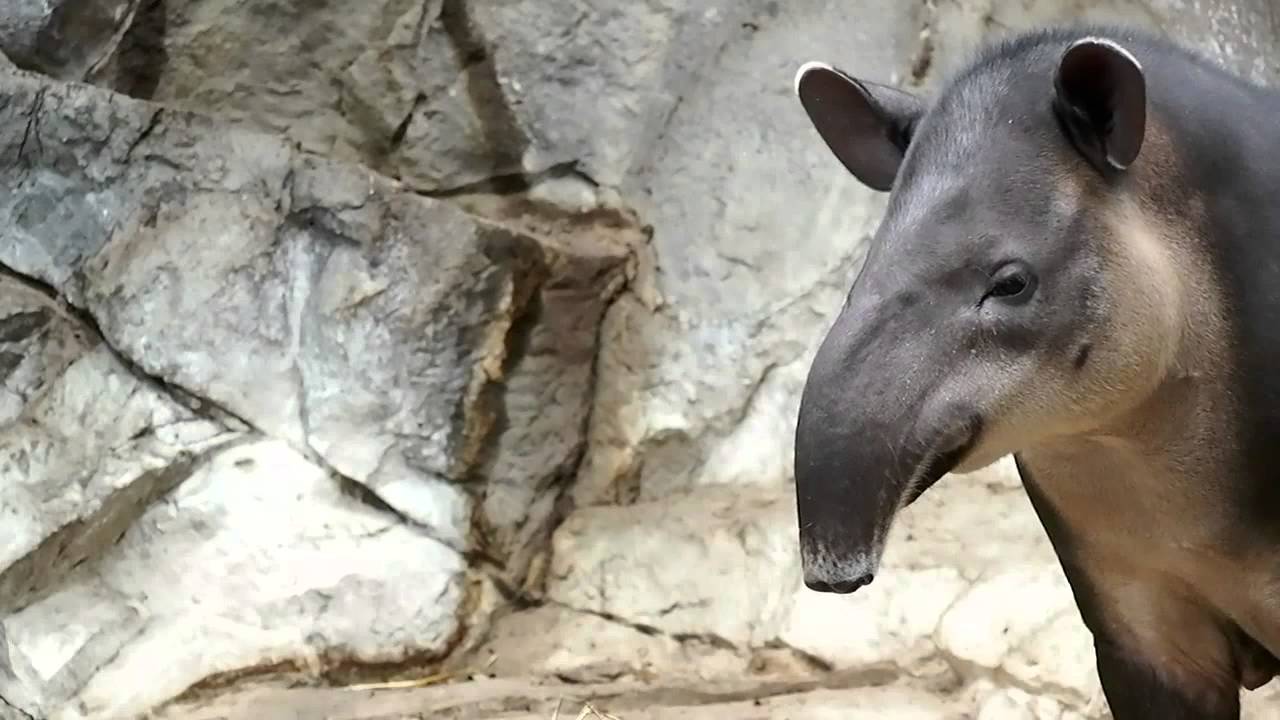 Tapir - YouTube