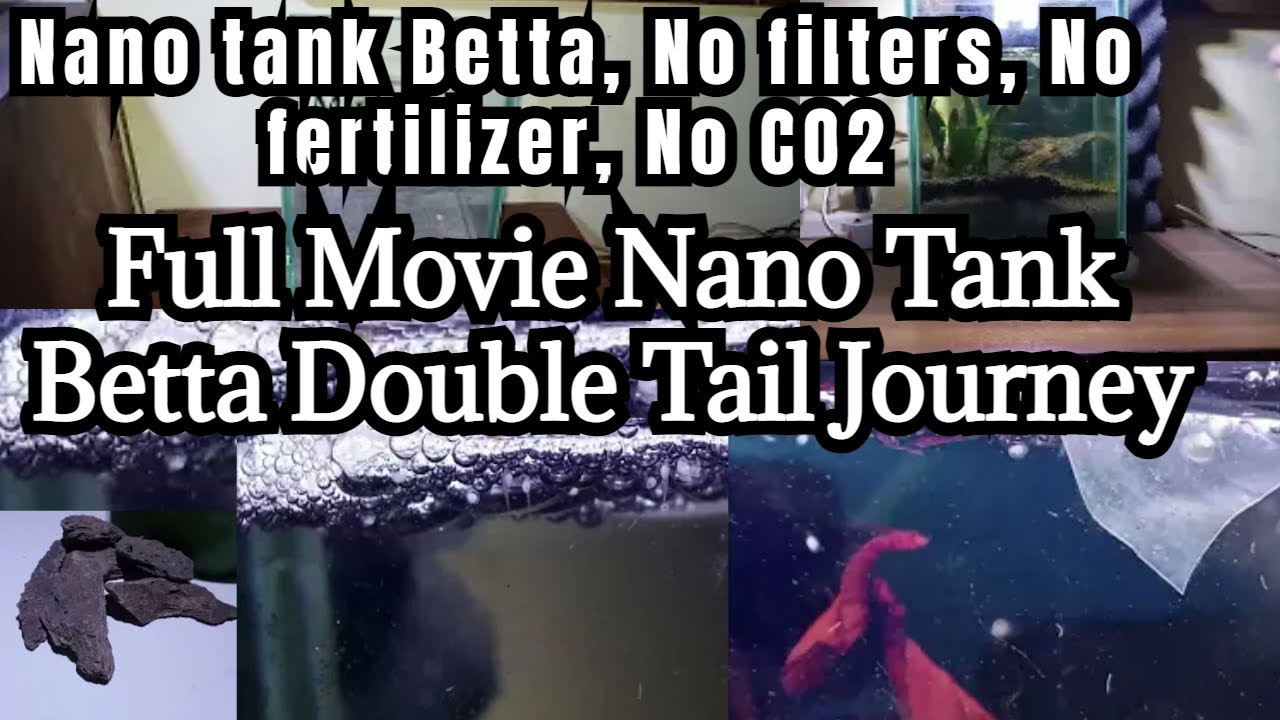 Full Movie Nano Tank Betta Double Tail Journey #breeding #bettafish # ...