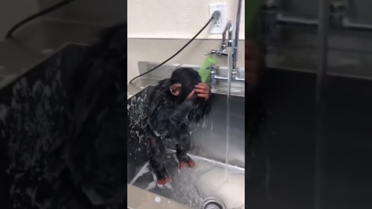 monkey wash his face #Shorts - YouTube